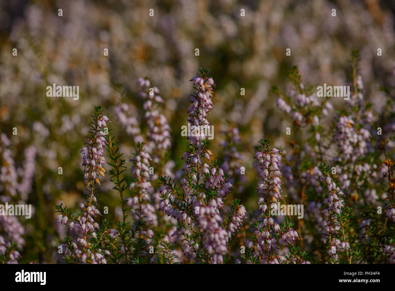 Erica cinerea Harry Fulcher Stock Photo - Alamy