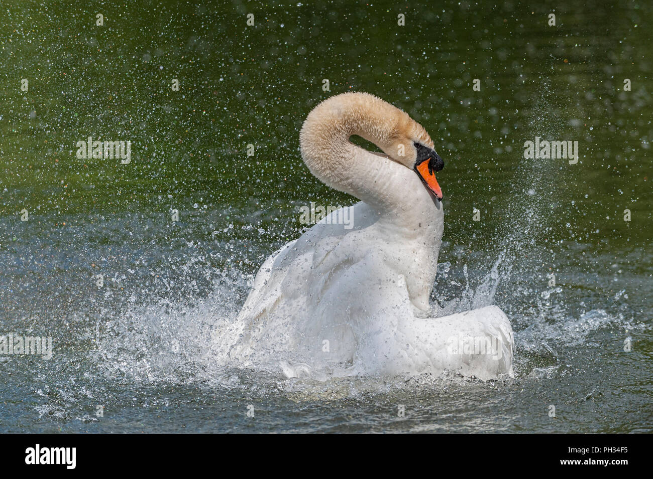 Adult Mute Swan flapping it's wings Stock Photo - Alamy