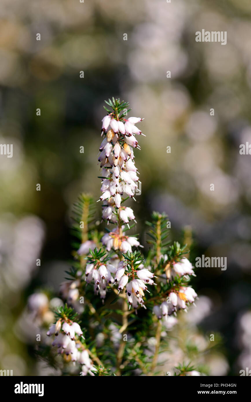 Erica cinerea Harry Fulcher Stock Photo - Alamy