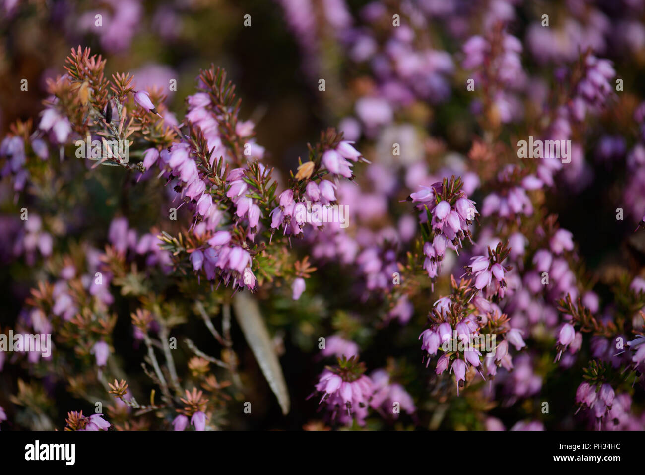 Erica darlyensis Mary Helen Stock Photo - Alamy
