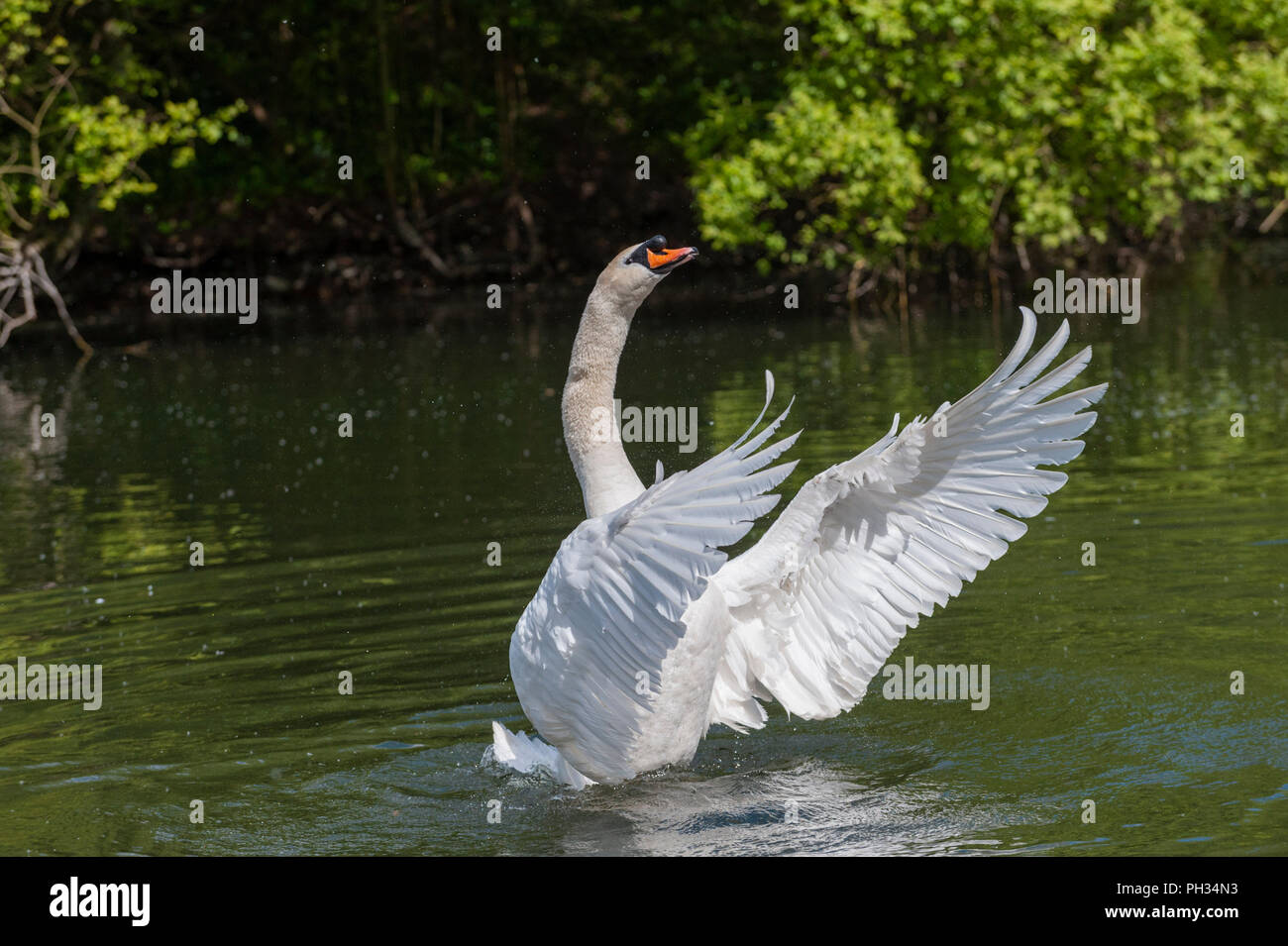 Adult Mute Swan flapping it's wings Stock Photo - Alamy