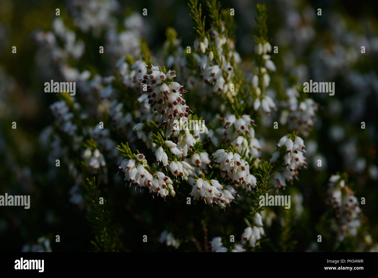 Erica erigena Golden Lady Stock Photo - Alamy