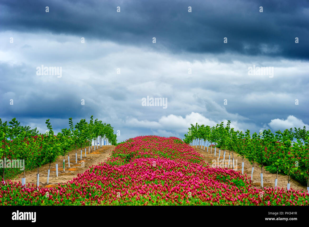 A row of red clover blooms between rows of trees in a new orchard that ...