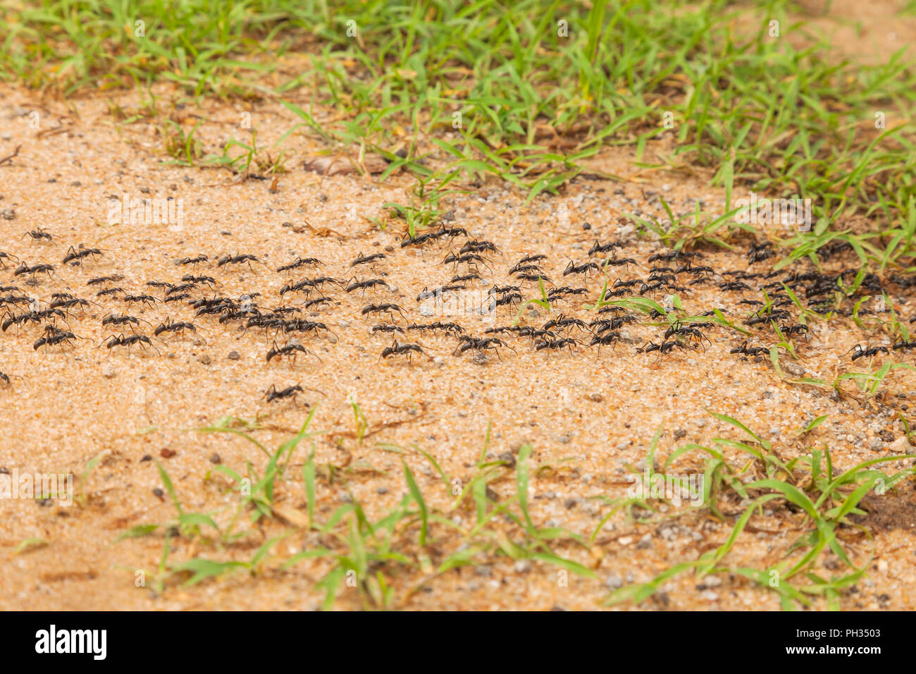 Migration africa aerial hi-res stock photography and images - Alamy