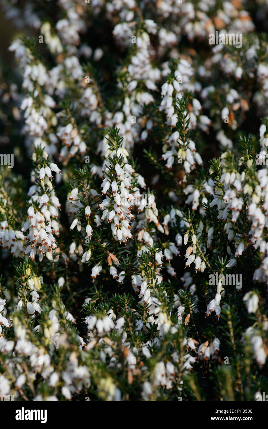 Erica erigena nana compacta Stock Photo - Alamy