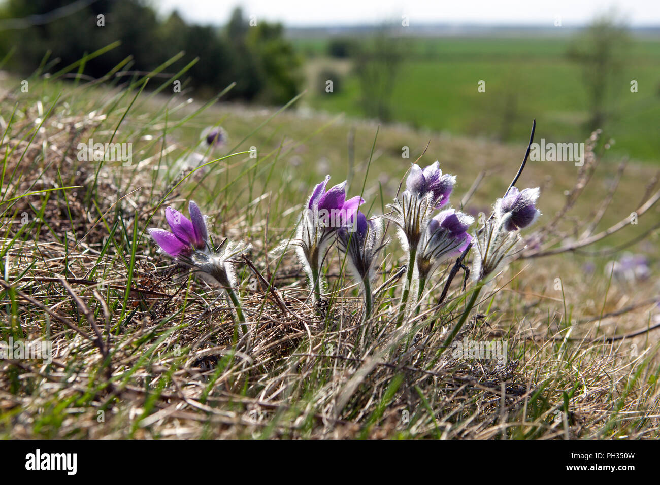 European pasqueflower, Dane's blood in closeup. Meadows in the ...
