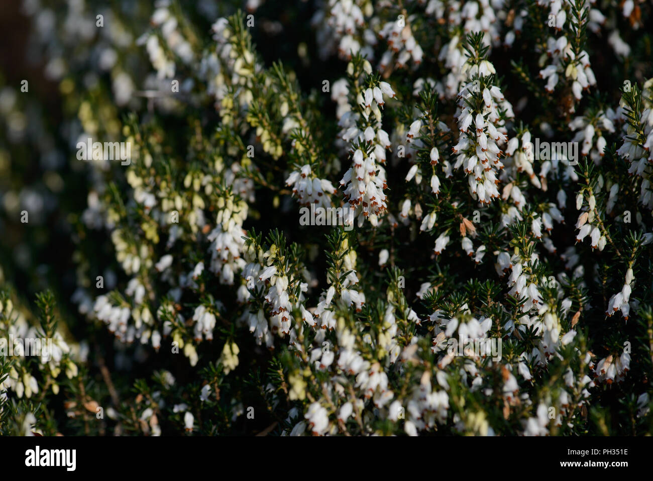 Erica erigena nana compacta hi-res stock photography and images - Alamy
