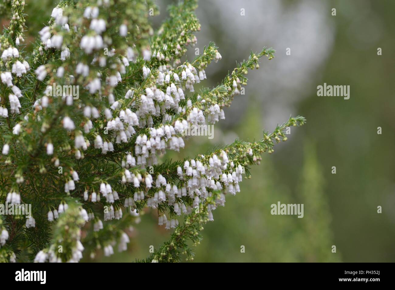 Erica lusitanica flowers hi-res stock photography and images - Alamy