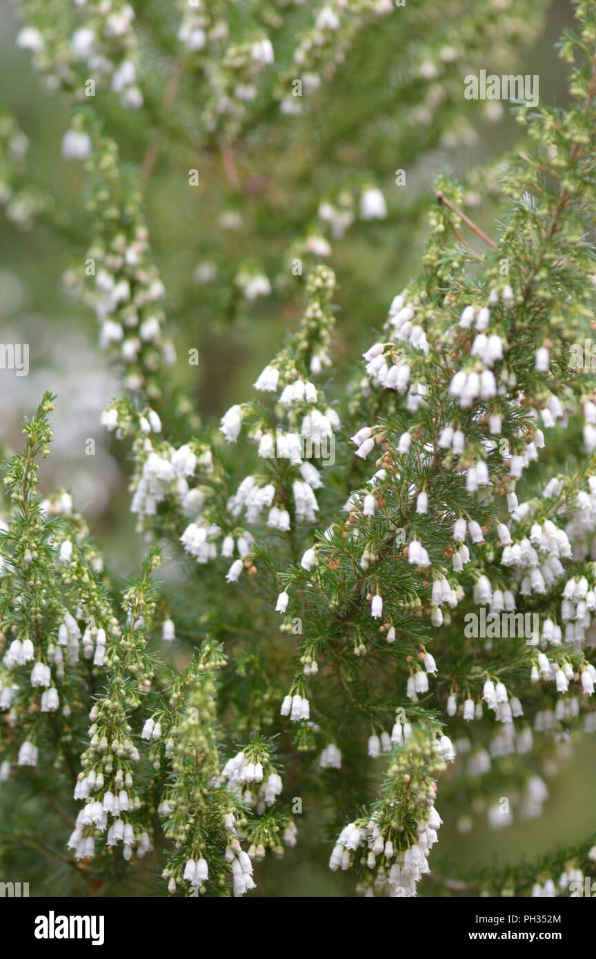 Erica lusitanica flowers hi-res stock photography and images - Alamy