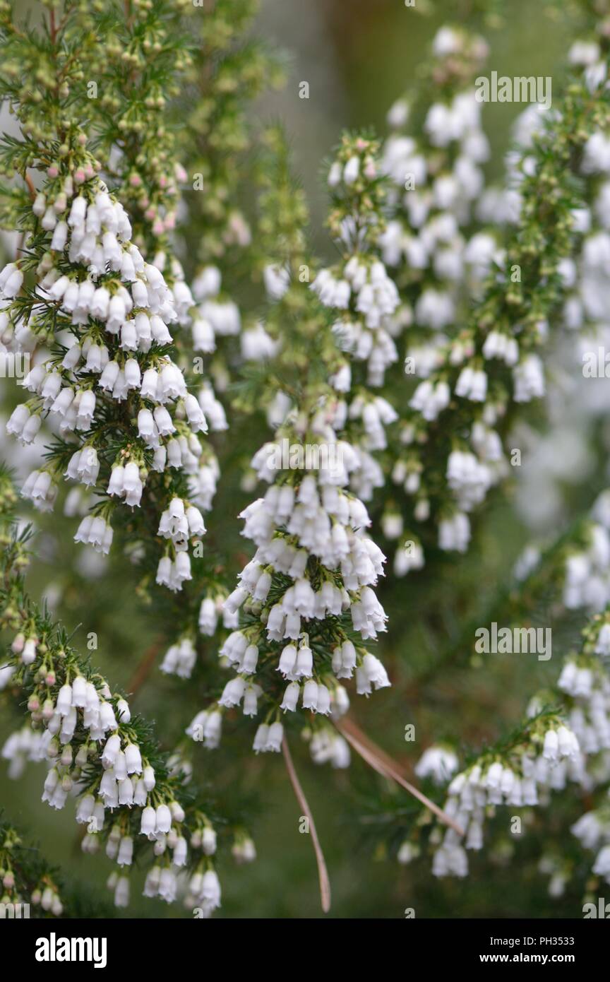 Erica lusitanica flowers hi-res stock photography and images - Alamy