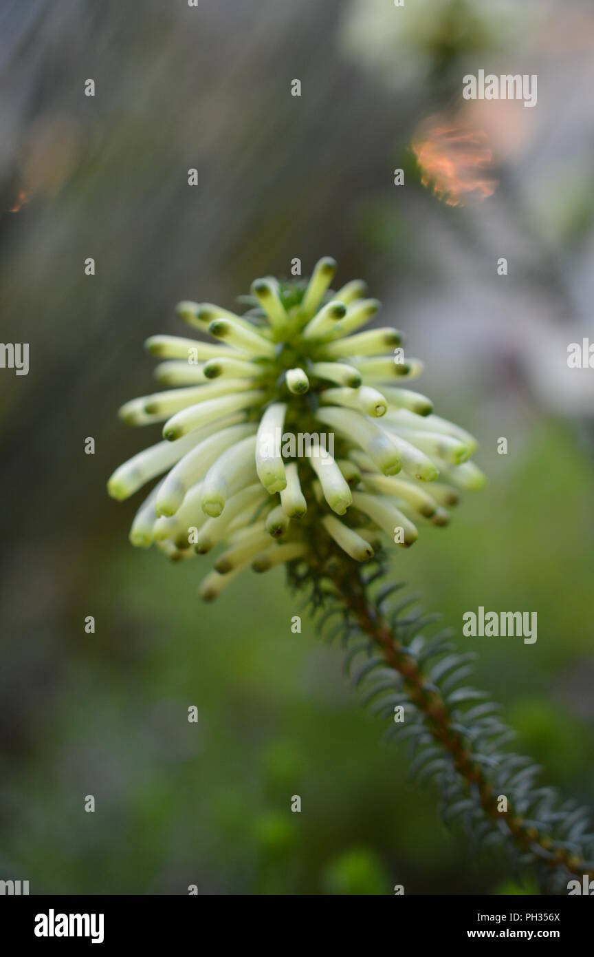 Sessiliflora hi-res stock photography and images - Alamy