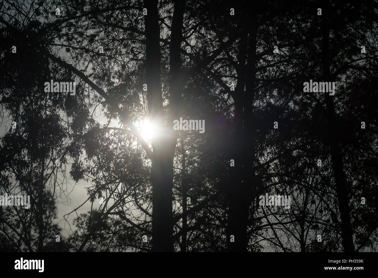 Sunlight in the forest hi-res stock photography and images - Alamy