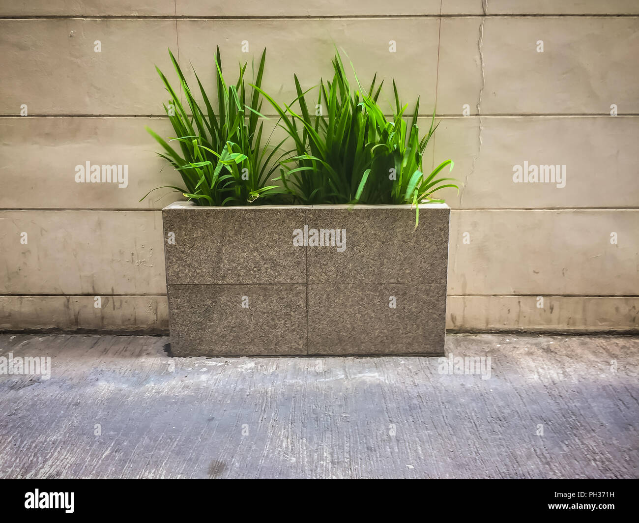 Beautiful green bush in concrete pot around office building Stock Photo ...