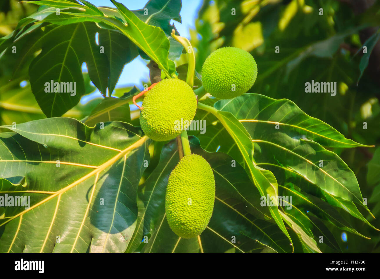 Young breadfruit tree hi-res stock photography and images - Alamy