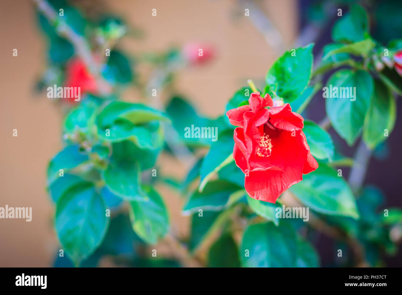 Closed up of young Hibiscus Rosa-Sinensis 'Ritzy' also known as Chinese ...