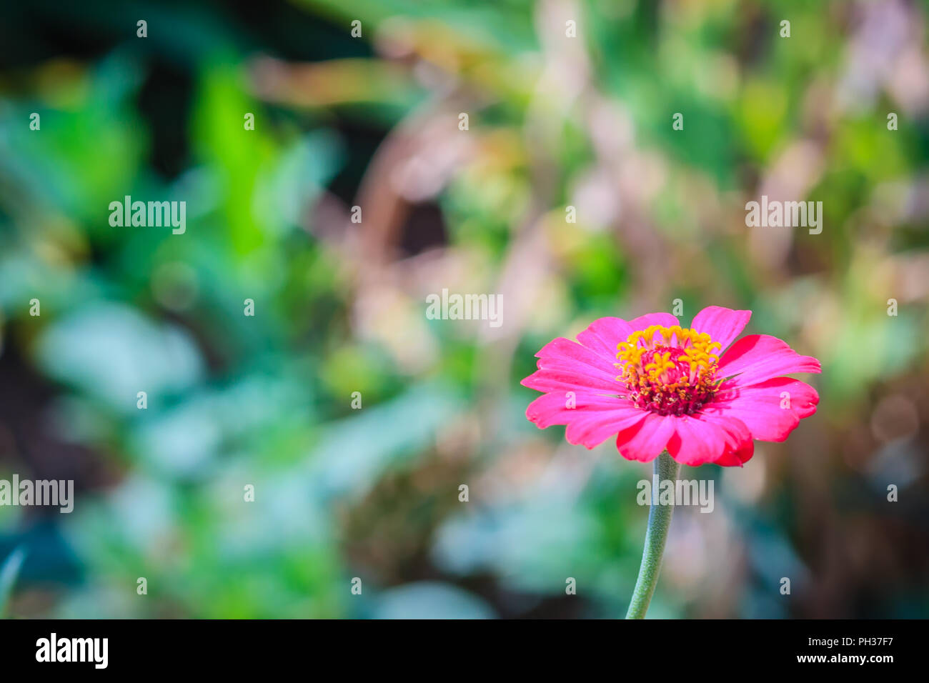 Beautiful single pink Zinnia flower top view in summer garden (Zinnia ...