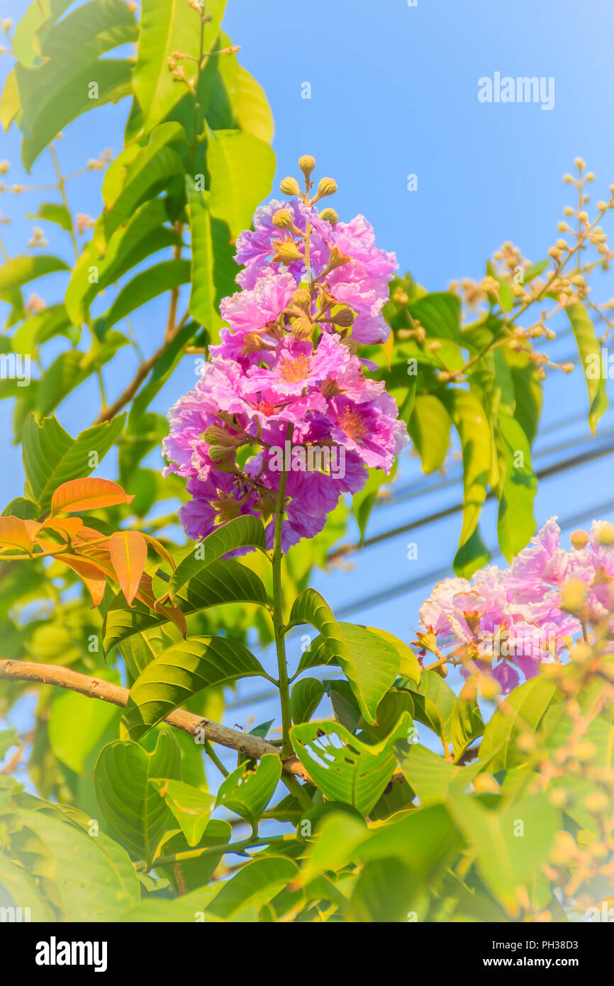 Purple flowers and green leaves of queen's flower (Lagerstroemia ...