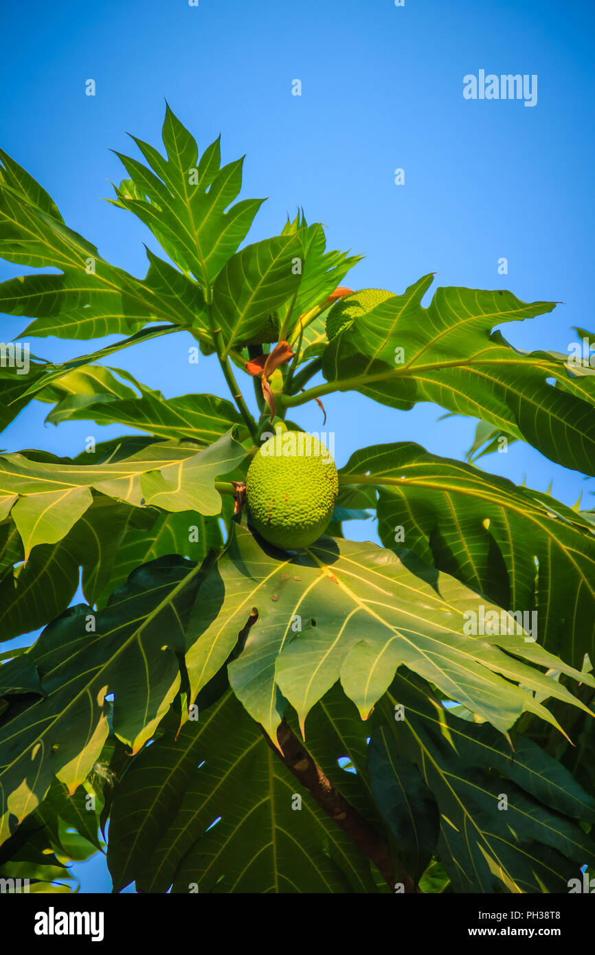 Breadfruit Tree Leaf