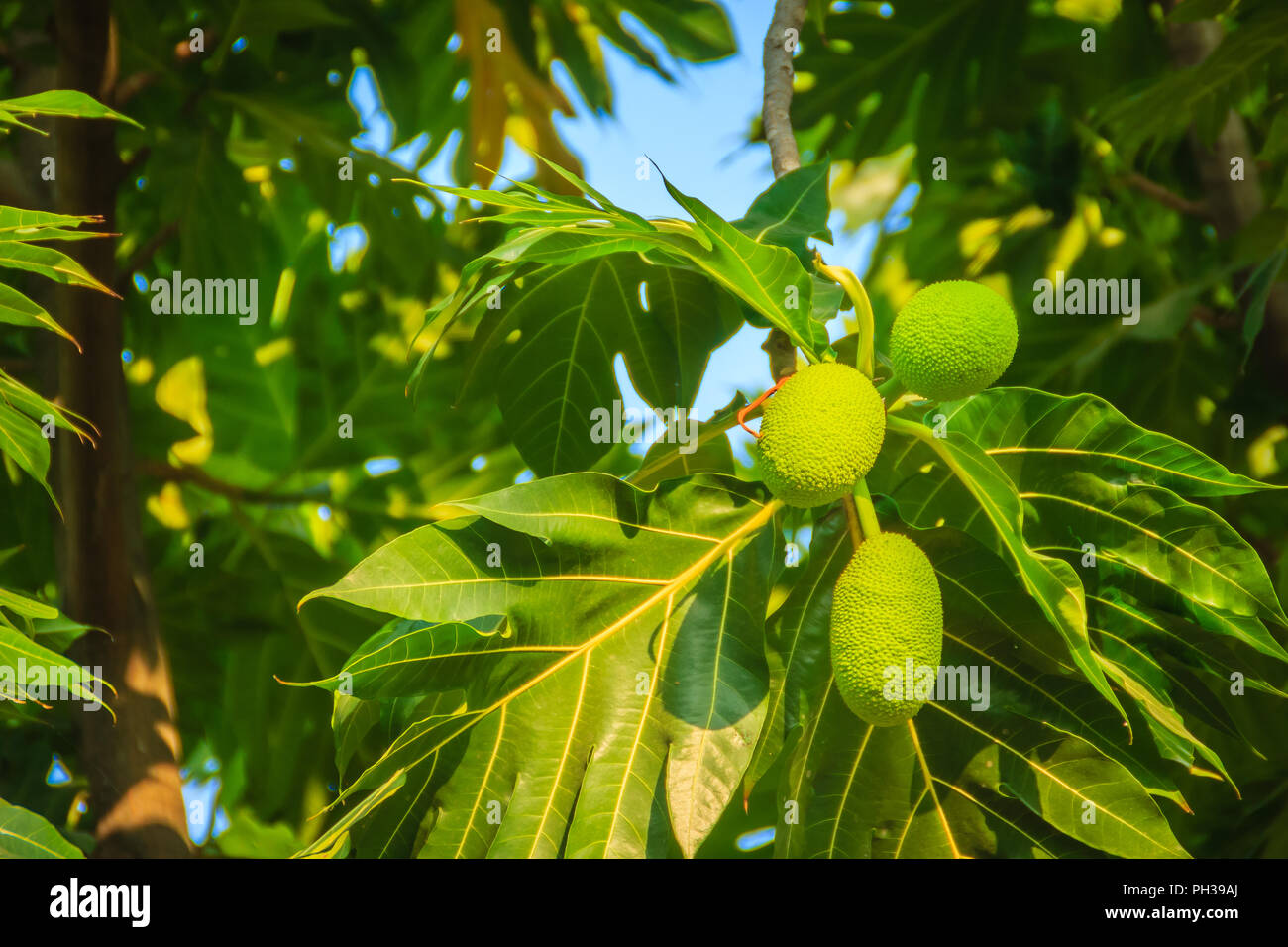 Young breadfruit tree hi-res stock photography and images - Alamy