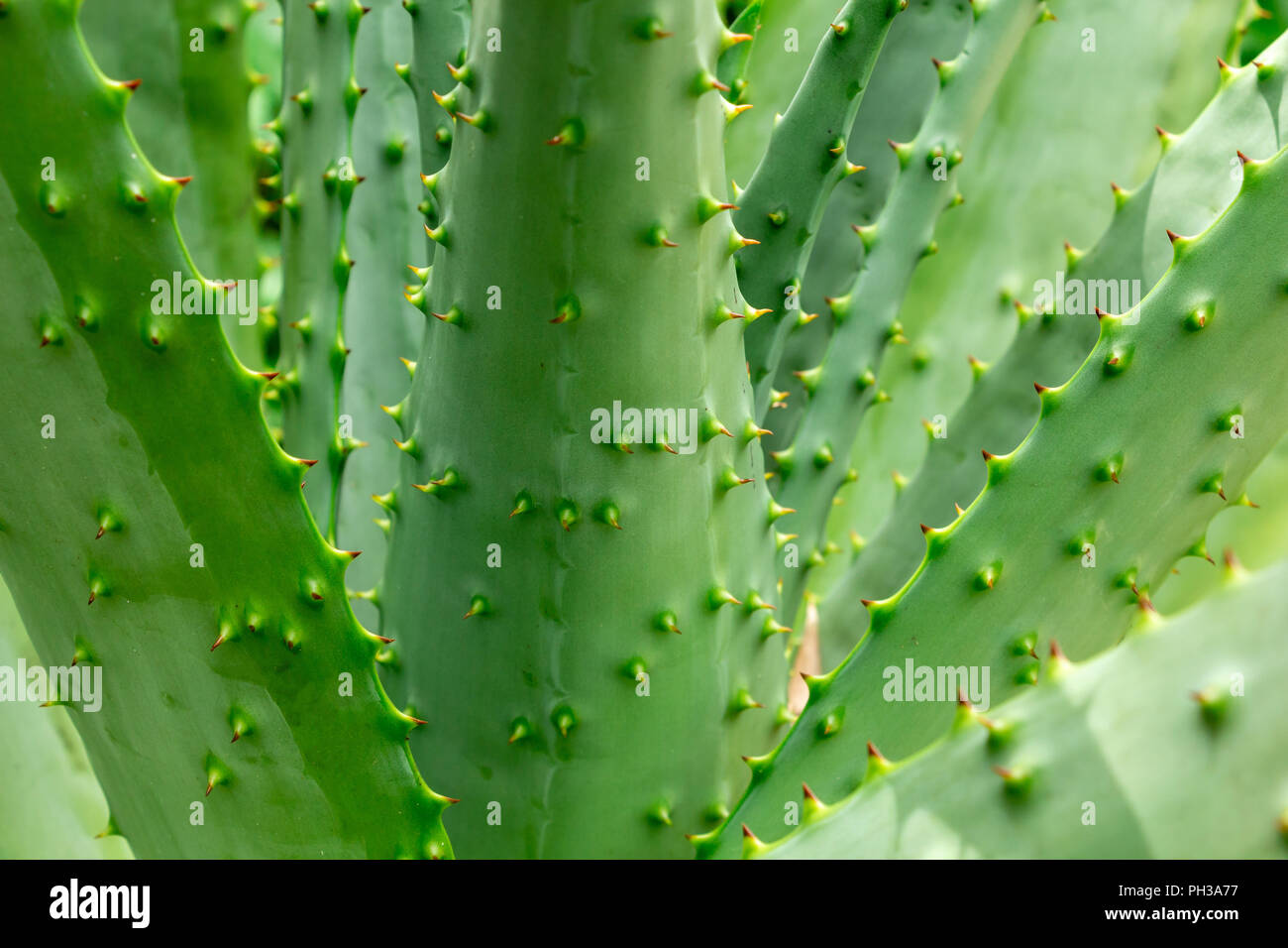 Bitter aloe (aloe ferox) plant closeup - Davie, Florida, USA Stock ...