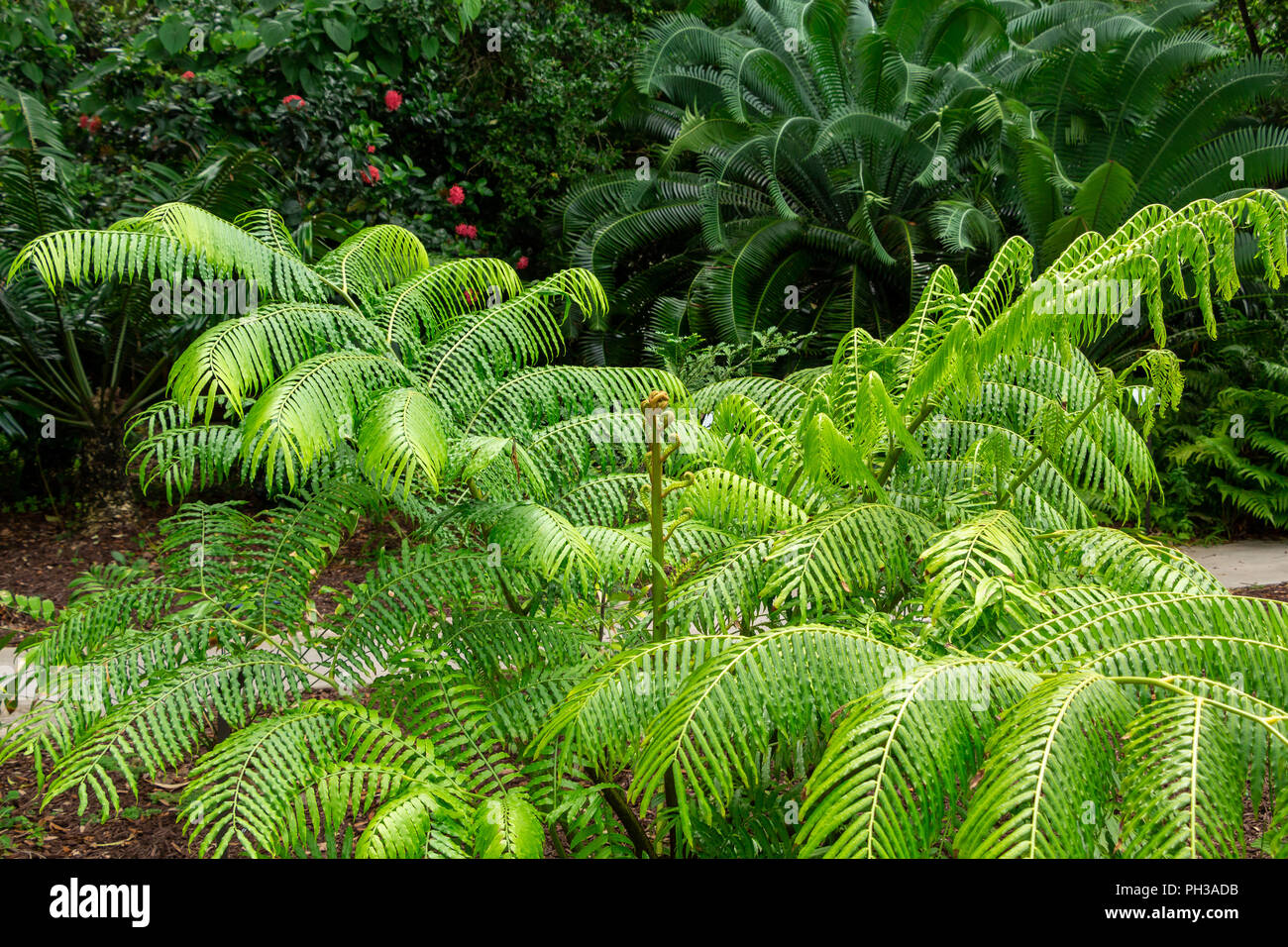Giant fern (angiopteris evecta) - Davie, Florida, USA Stock Photo - Alamy