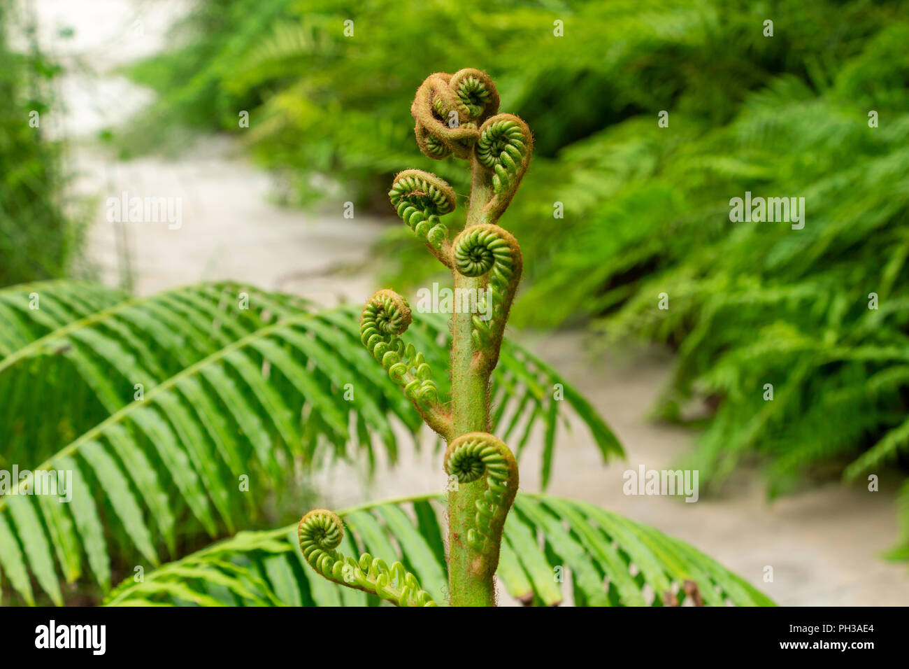 Giant fern (angiopteris evecta) curling new fiddlehead frond - Davie ...