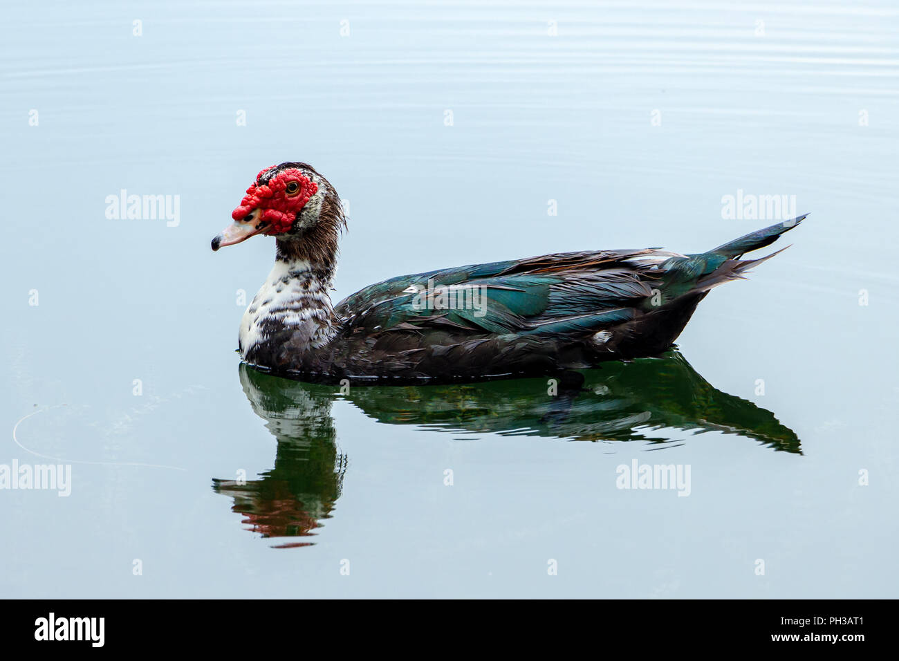 Muscovy duck (Cairina moschata) swimming in lake - Wolf Lake Park ...