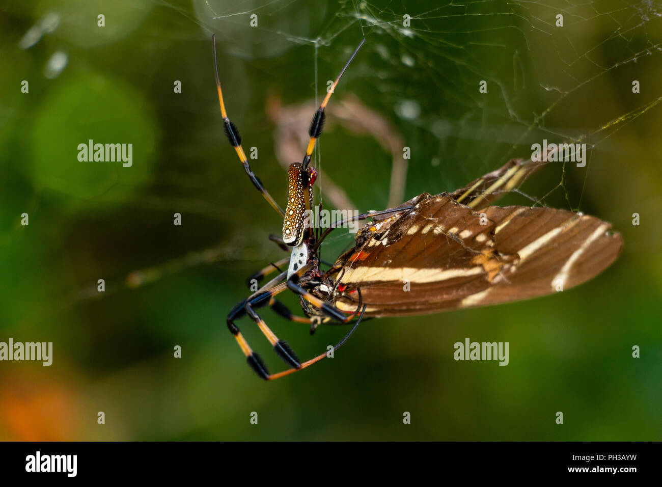 Nephila Clavipes