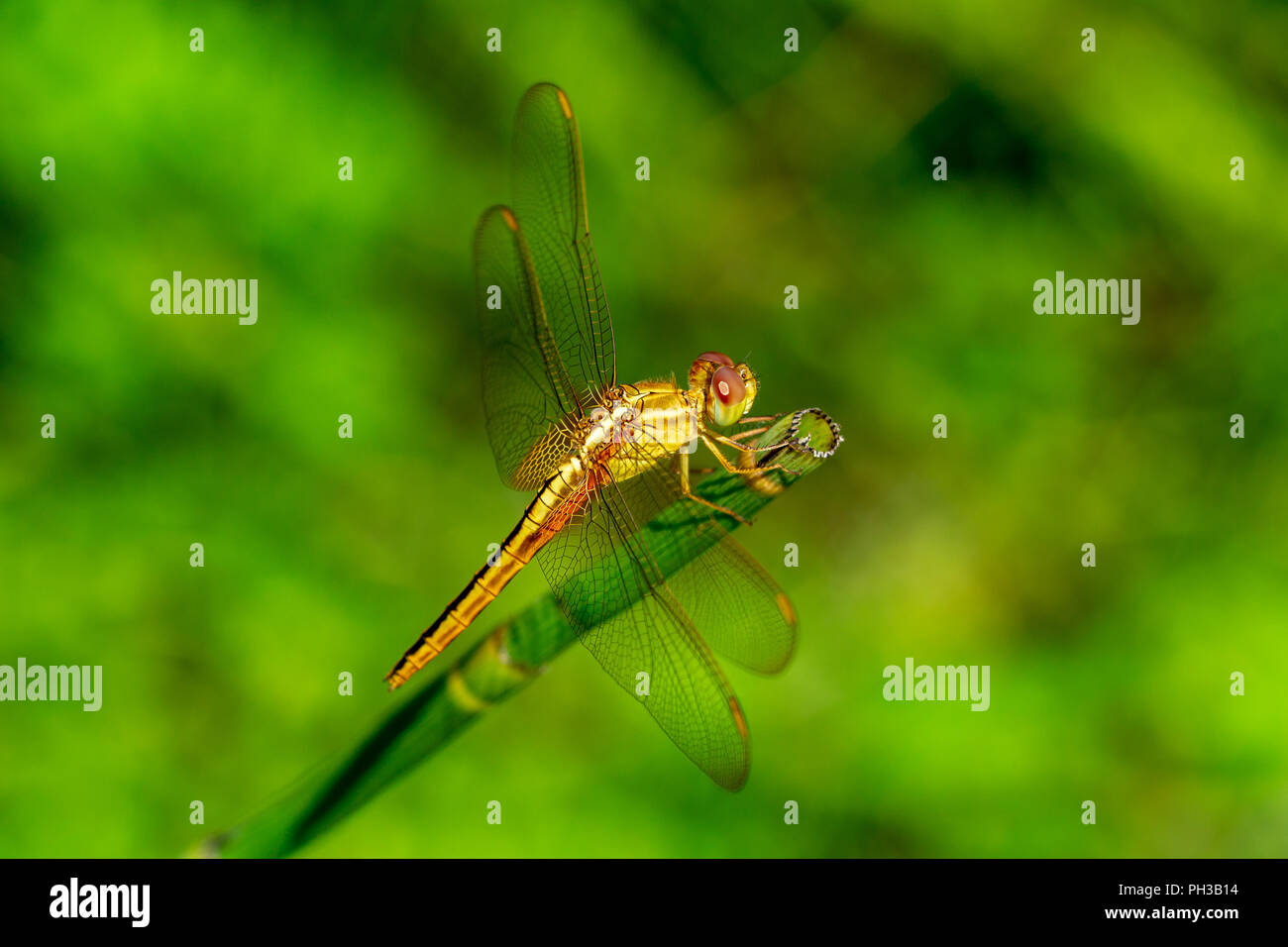 Golden winged skimmer hi-res stock photography and images - Alamy