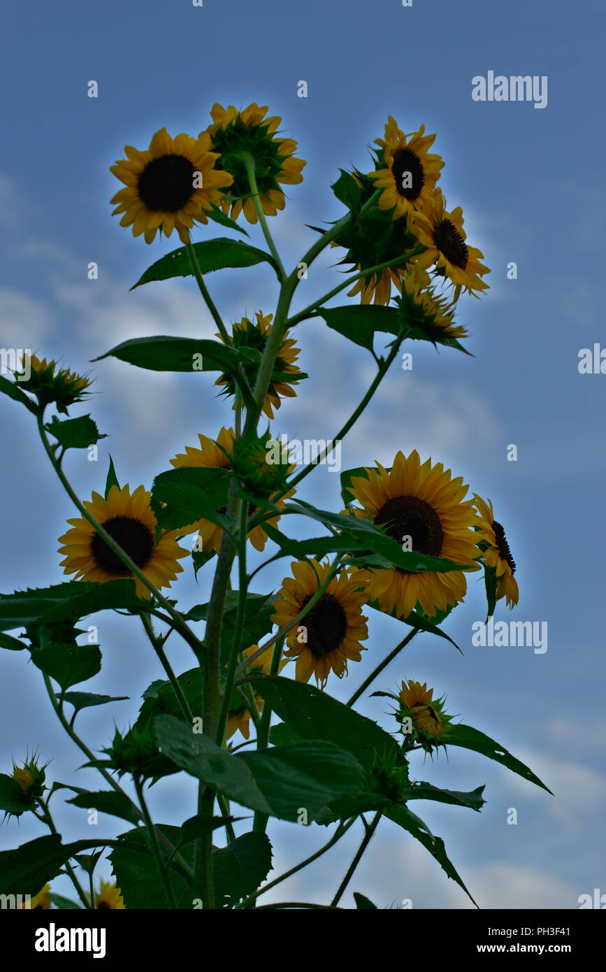 Sunrich Orange Sunflower plant against blue sky Stock Photo - Alamy