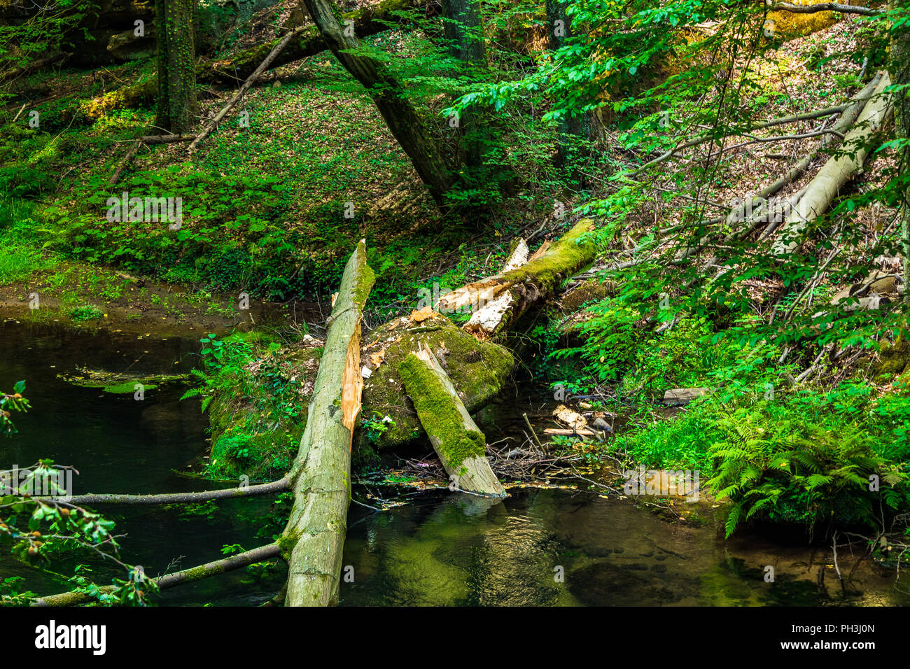 Broken log hi-res stock photography and images - Alamy