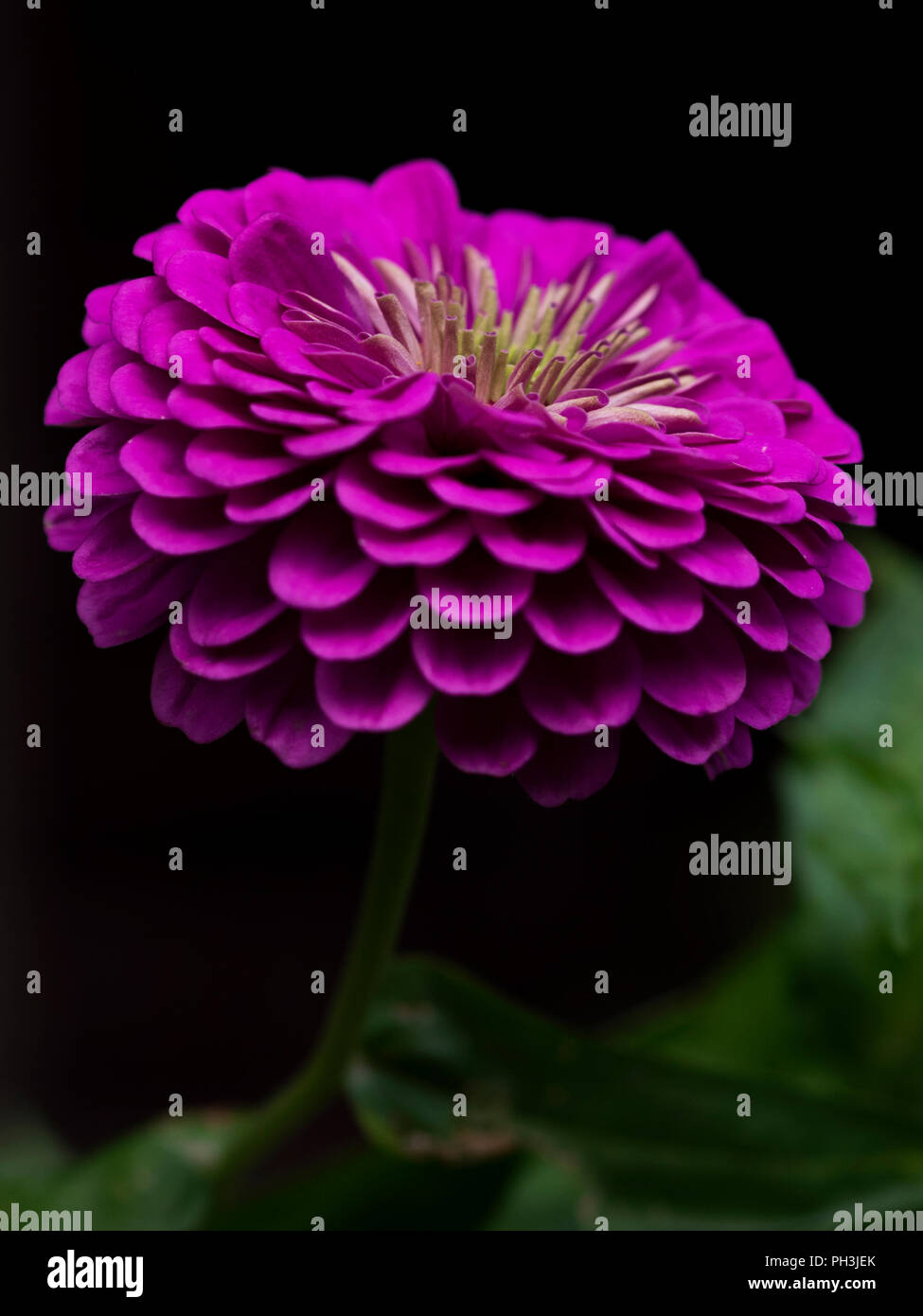 Stunning purple flower Stock Photo - Alamy