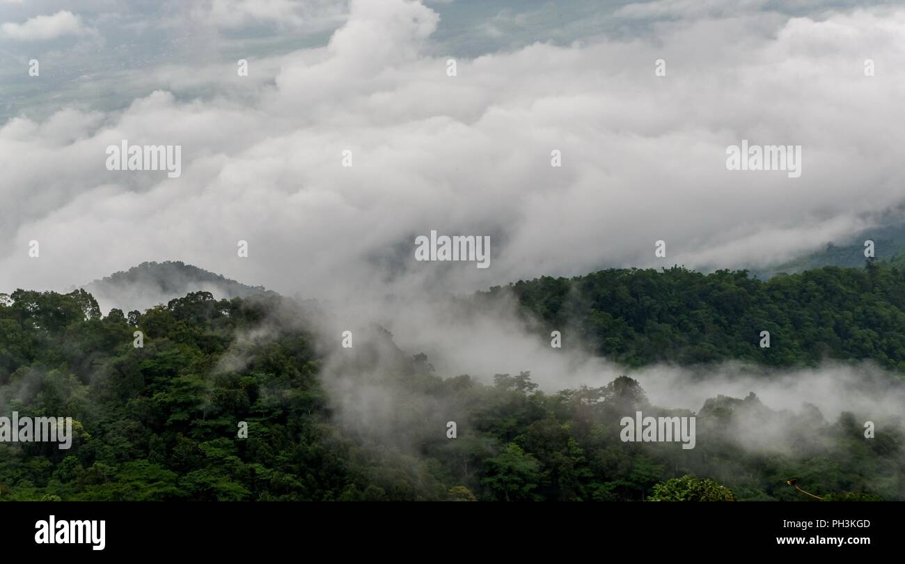 rain forest with mist and fog Stock Photo - Alamy