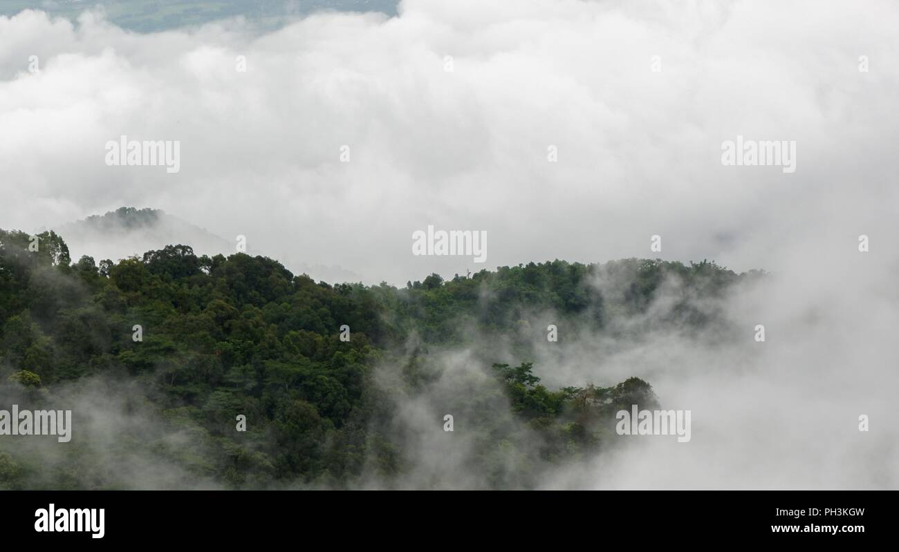 rain forest with mist and fog Stock Photo - Alamy