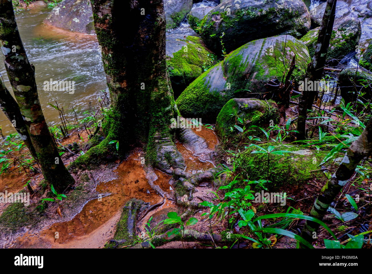 little flowing river in beautiful green natrure Stock Photo - Alamy