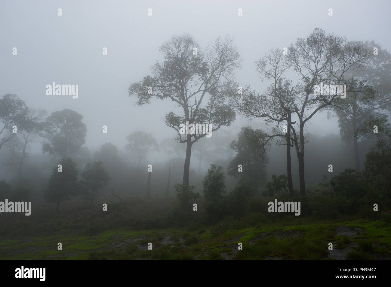 rain forest with mist and fog Stock Photo - Alamy