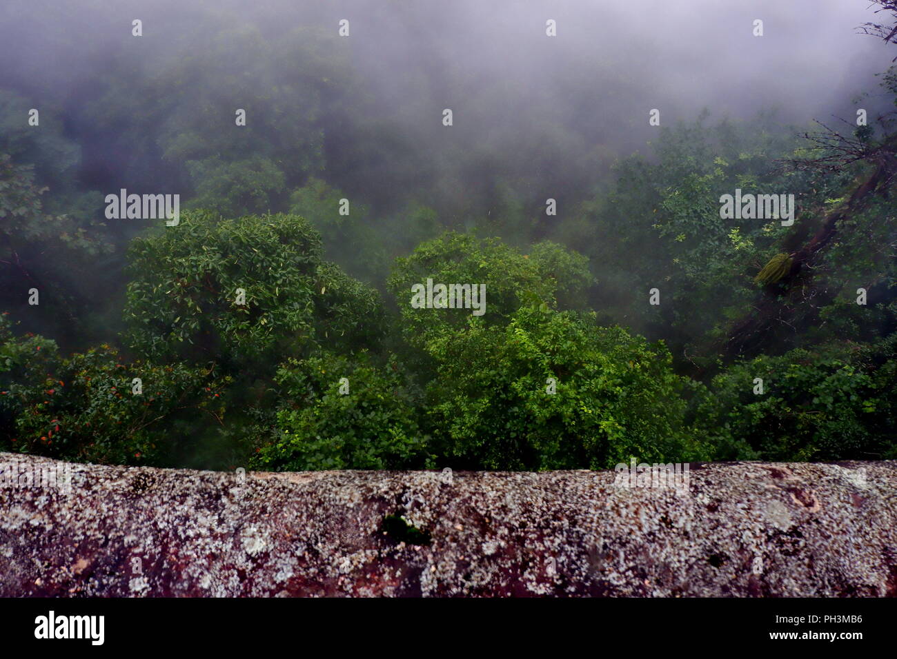 high angle view of cliff and rainforest with fog Stock Photo - Alamy
