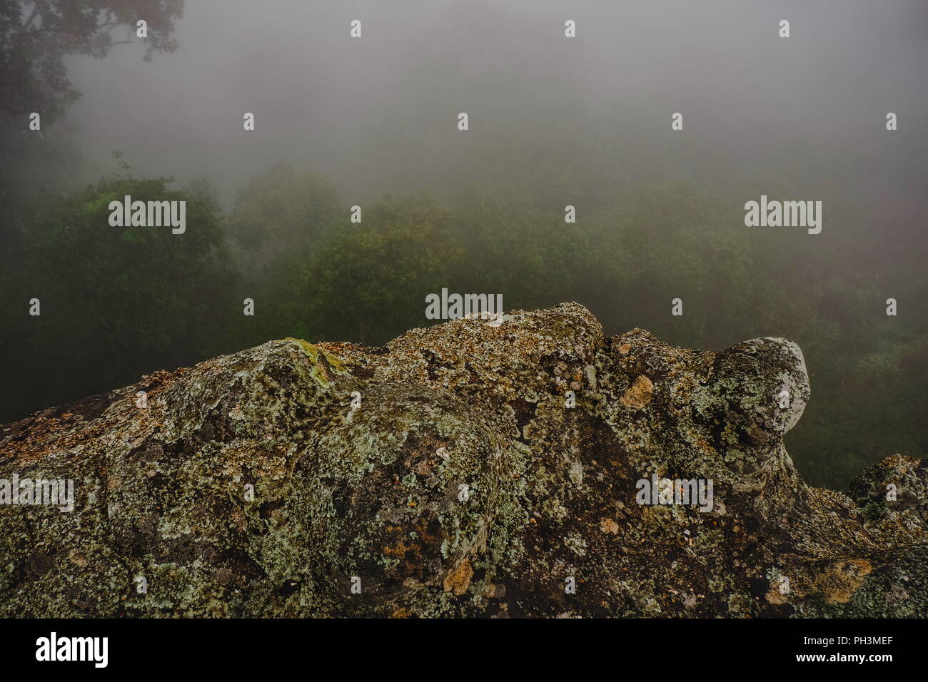 high angle view of cliff and rainforest with fog Stock Photo - Alamy