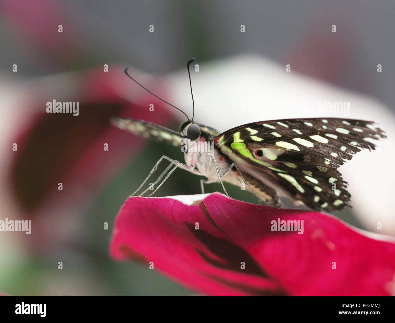 Alien (butterfly with amazing wings Stock Photo - Alamy