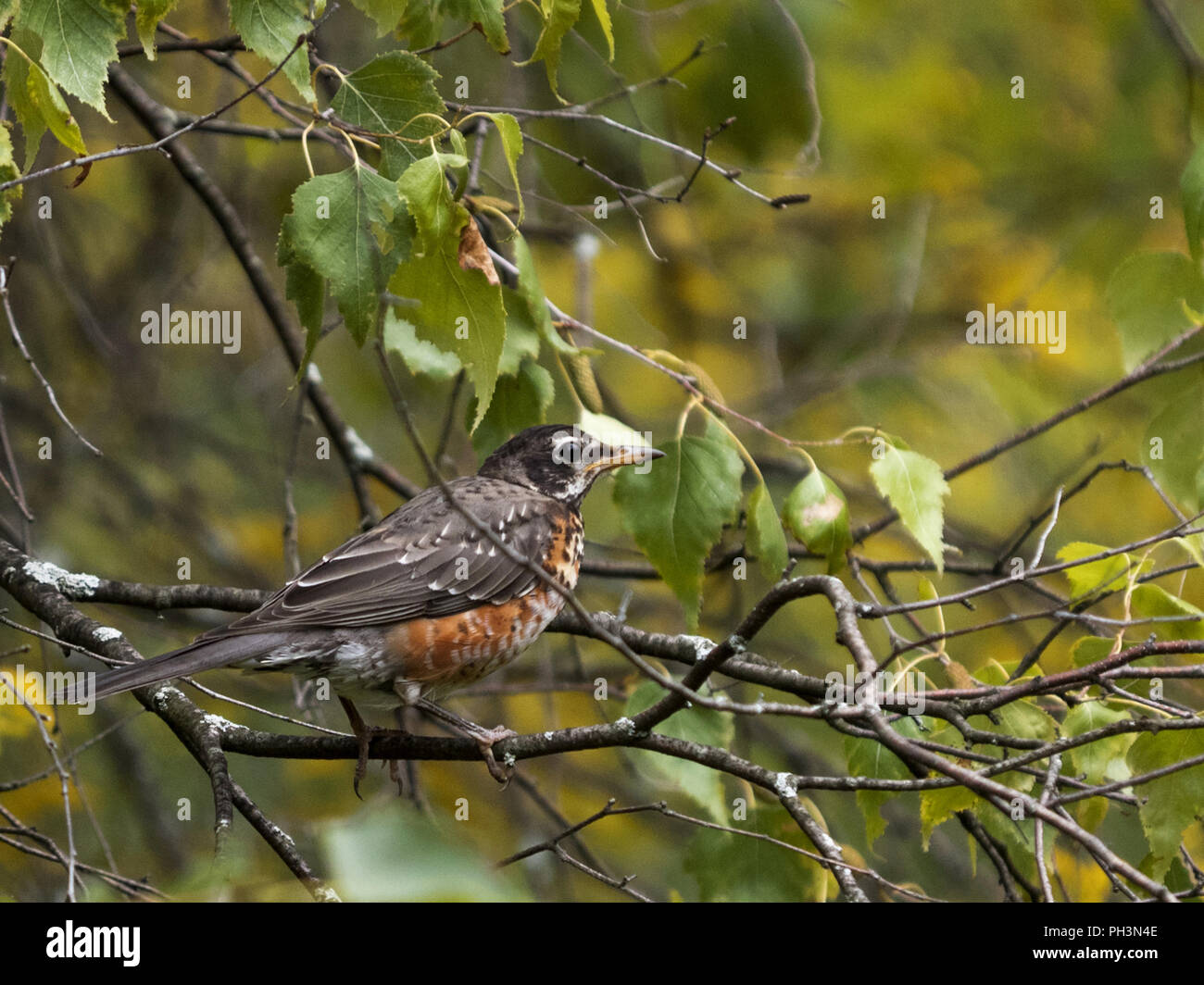 American robin photos hi-res stock photography and images - Alamy