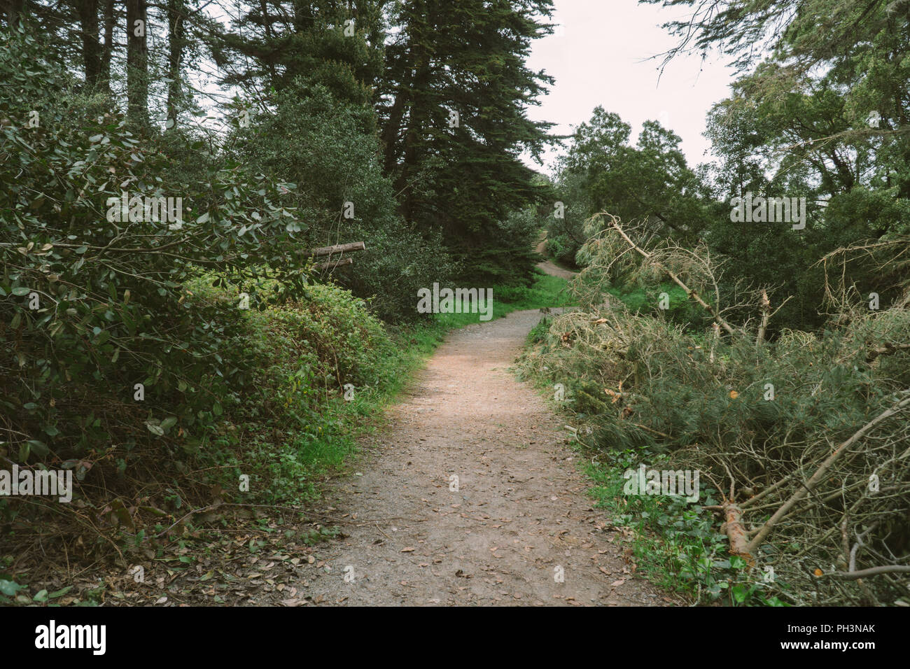 Trees and roots in the forest tree paths Stock Photo - Alamy