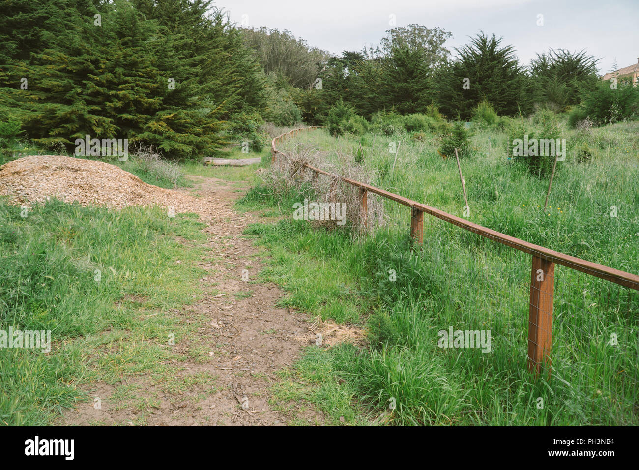 Trees and roots in the forest tree paths Stock Photo - Alamy
