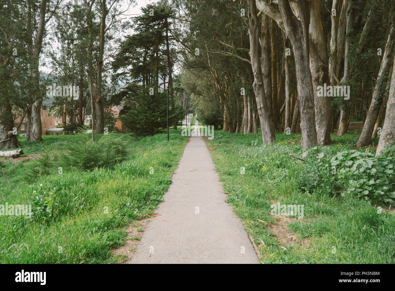 Trees and roots in the forest tree paths Stock Photo - Alamy