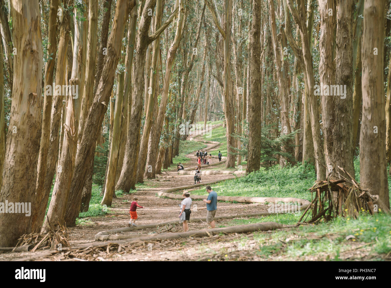 Trees and roots in the forest tree paths Stock Photo - Alamy
