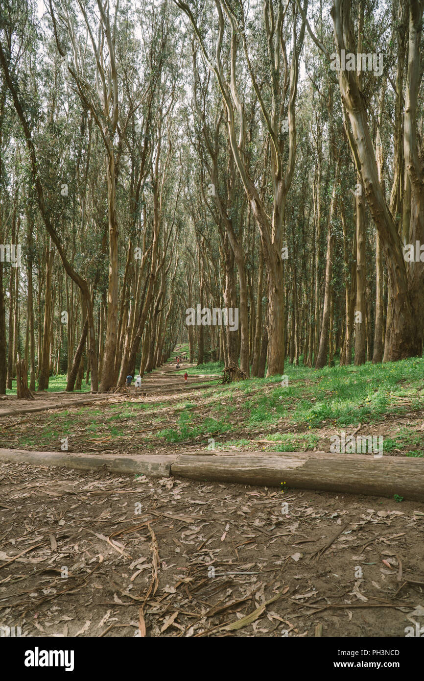 Trees and roots in the forest tree paths Stock Photo - Alamy