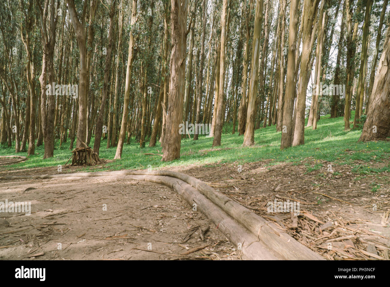 Trees and roots in the forest tree paths Stock Photo - Alamy