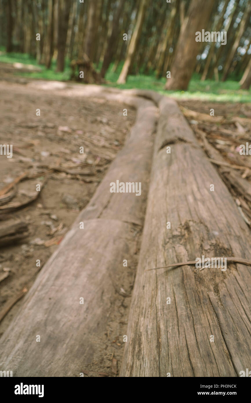 Trees and roots in the forest tree paths Stock Photo - Alamy