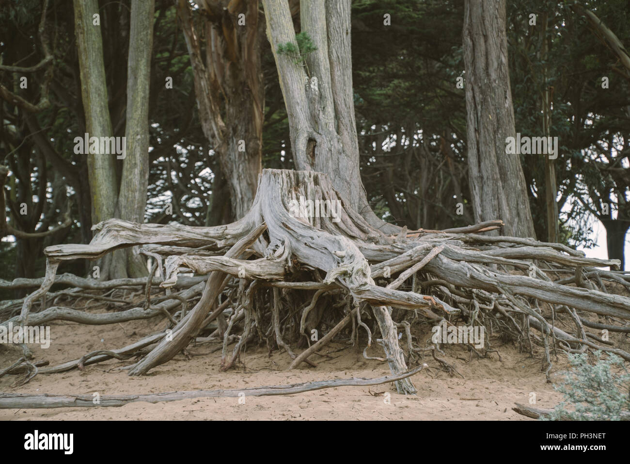 Trees and roots in the forest tree paths Stock Photo - Alamy