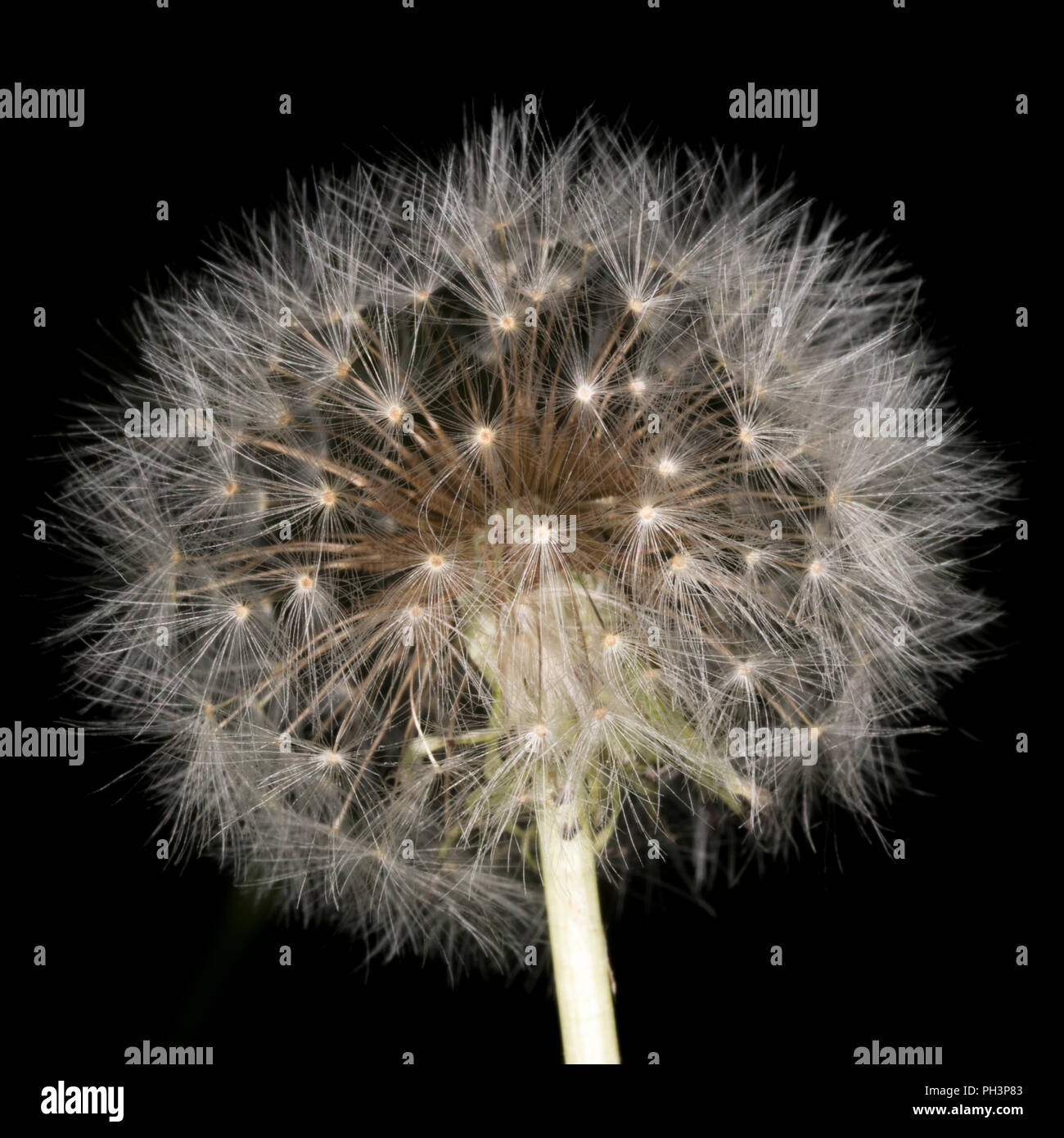 Dead dandelion close up hi-res stock photography and images - Alamy