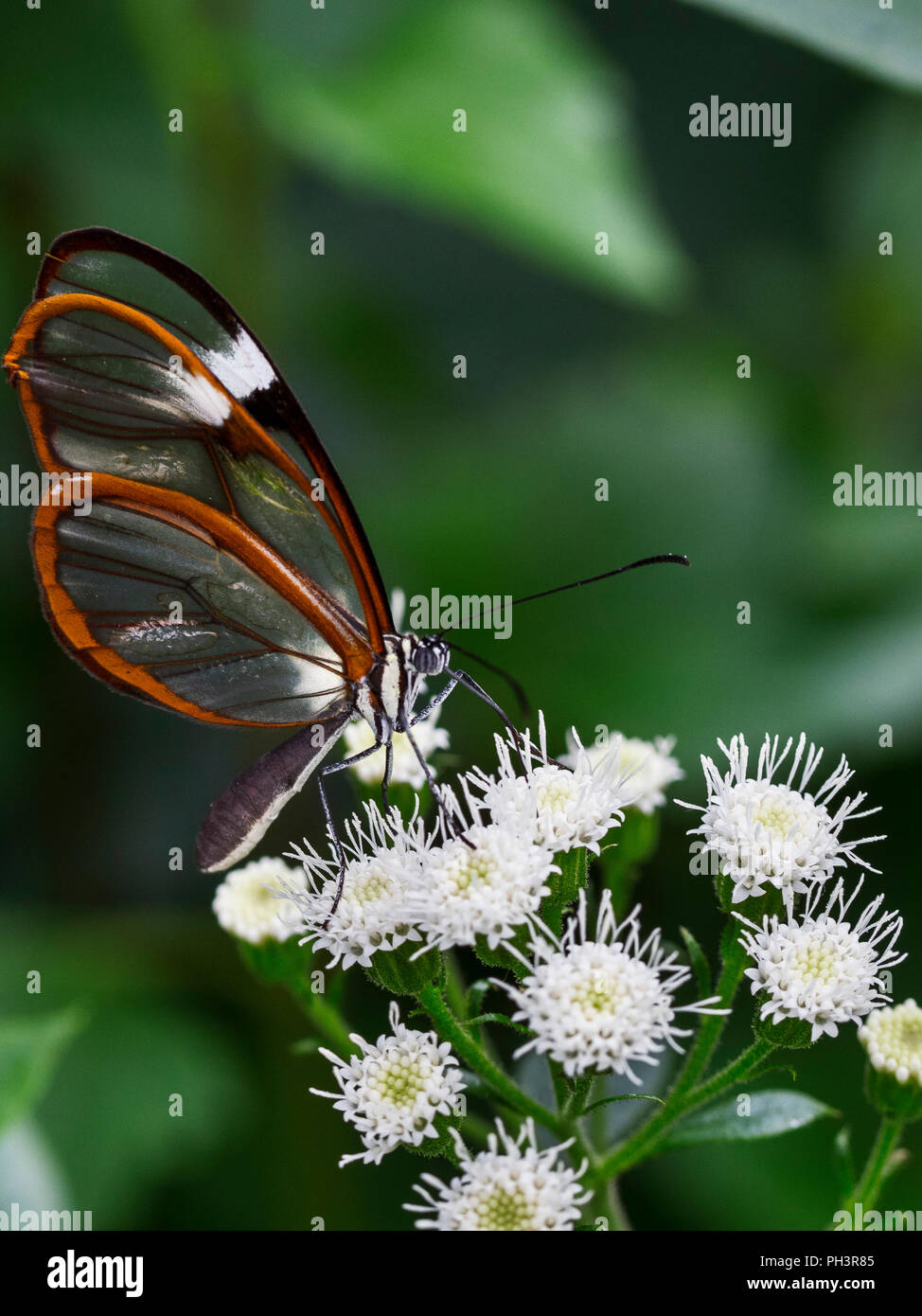 Beautiful butterfly with transparent wings Stock Photo - Alamy